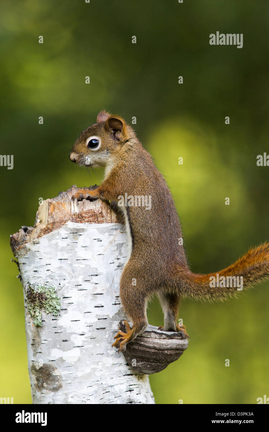 Wisconsin red squirrel hi-res stock photography and images - Alamy