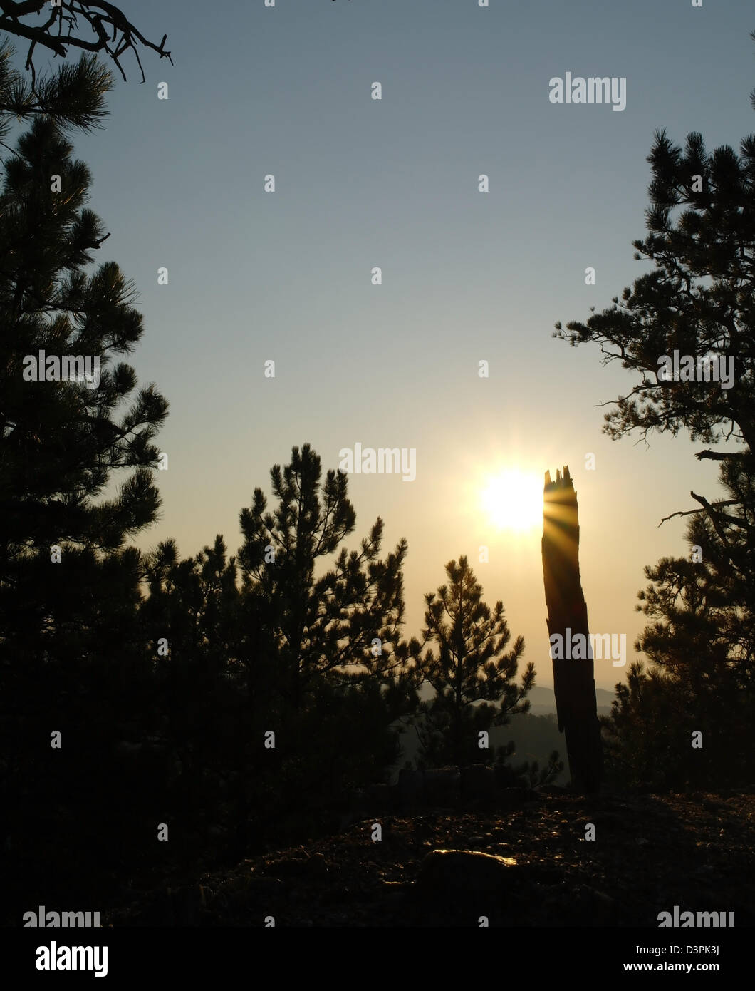 Solar tree stump in hi-res stock photography and images - Alamy