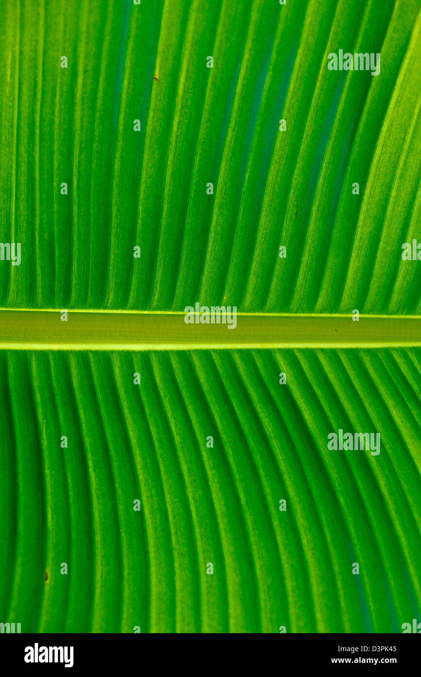 Vein lime tree leaf hi-res stock photography and images - Alamy