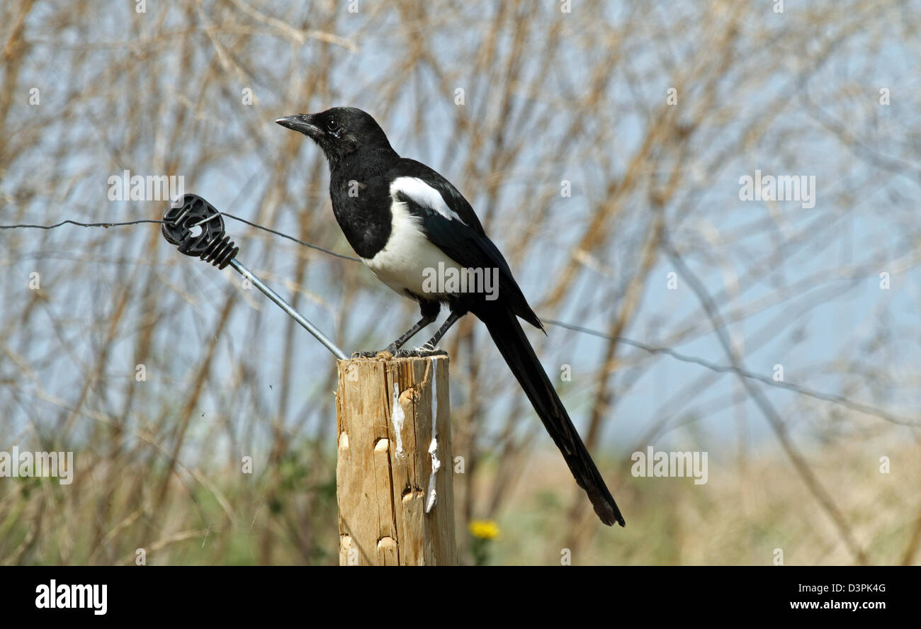 Common magpie pica bird hi-res stock photography and images - Alamy