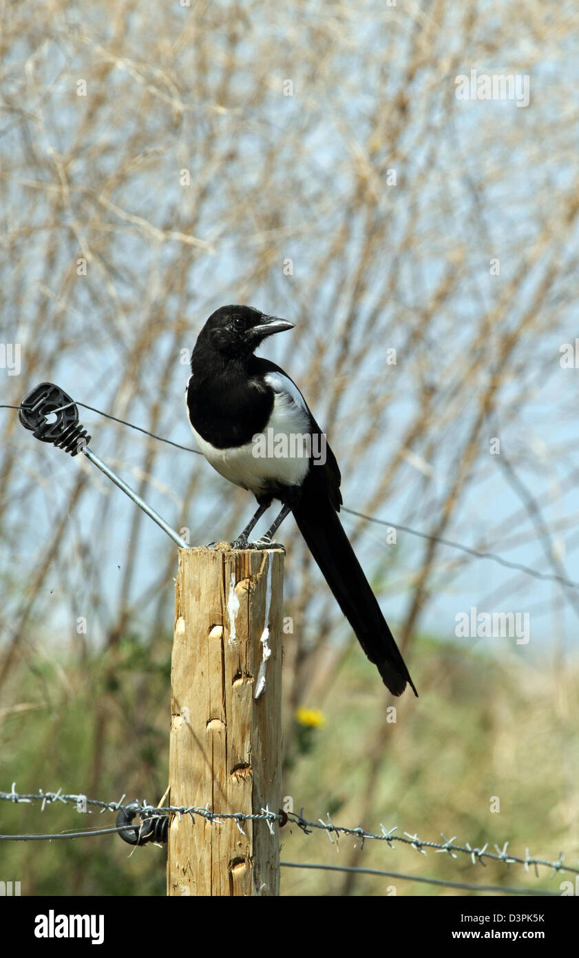 Magpie (Pica pica) - perched Stock Photo - Alamy