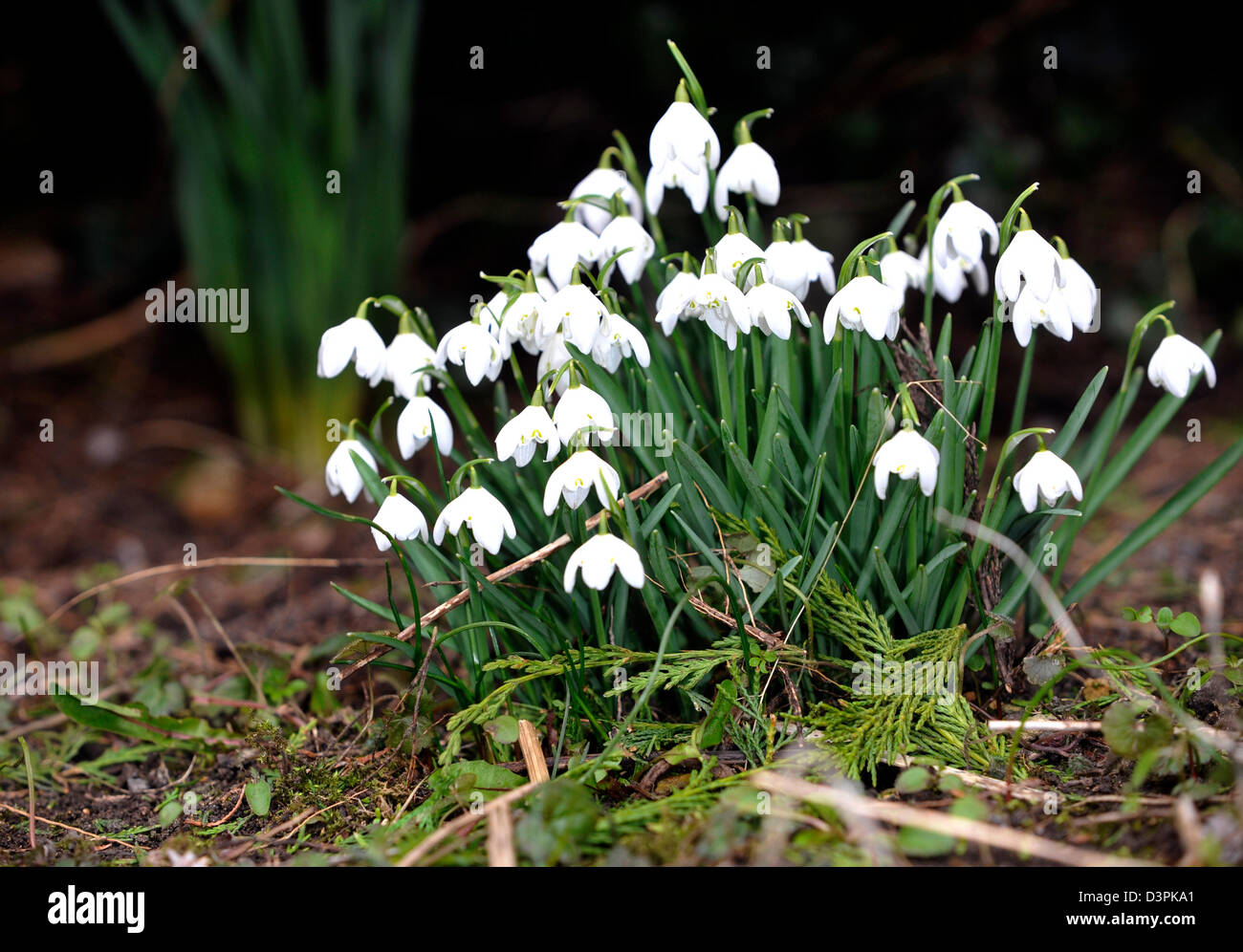 Snowdrops mark first signs of spring USUALLY but someone should tell ...