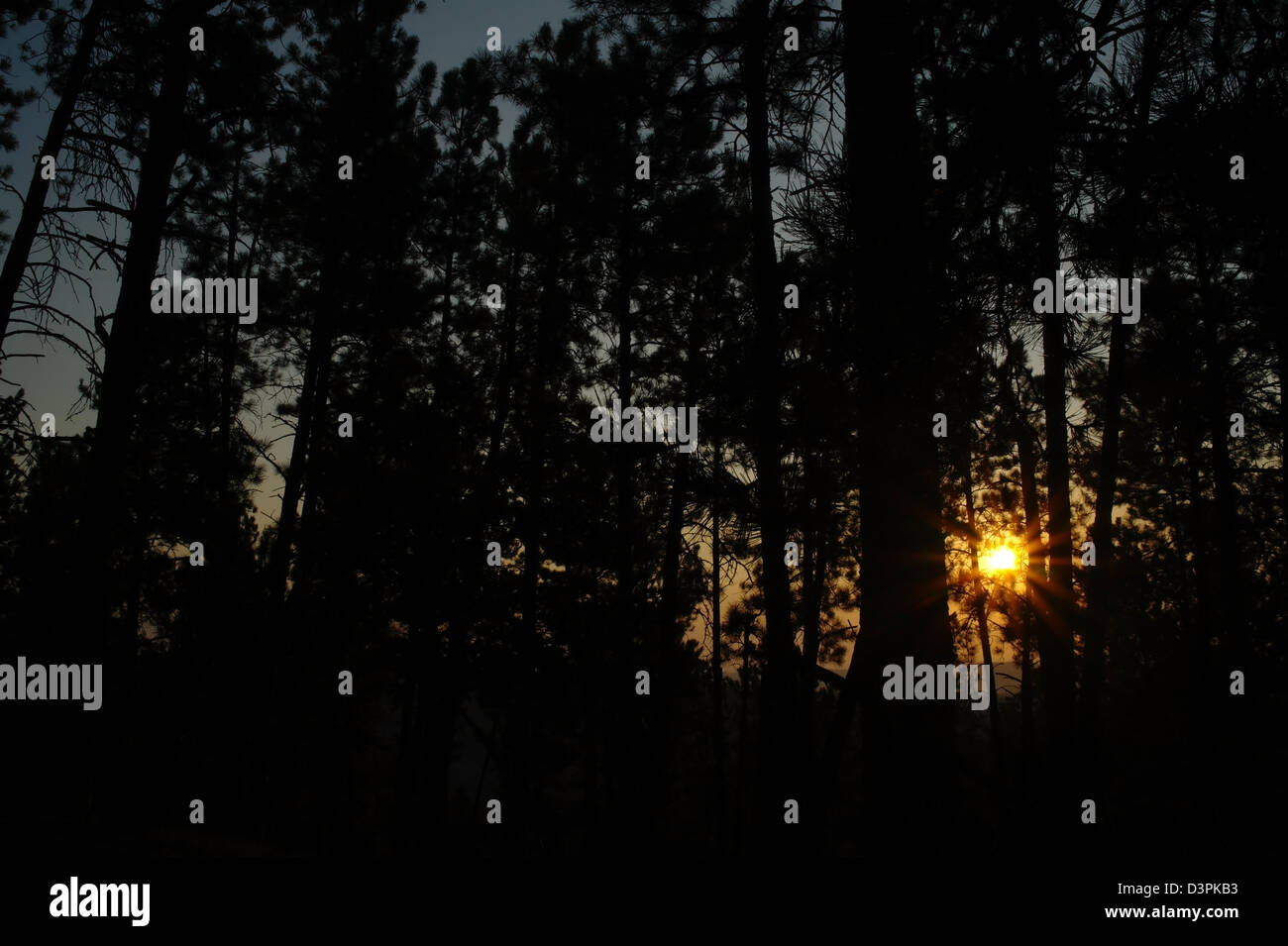 Yellow sun rising into blue sky shining brightly through black pine ...