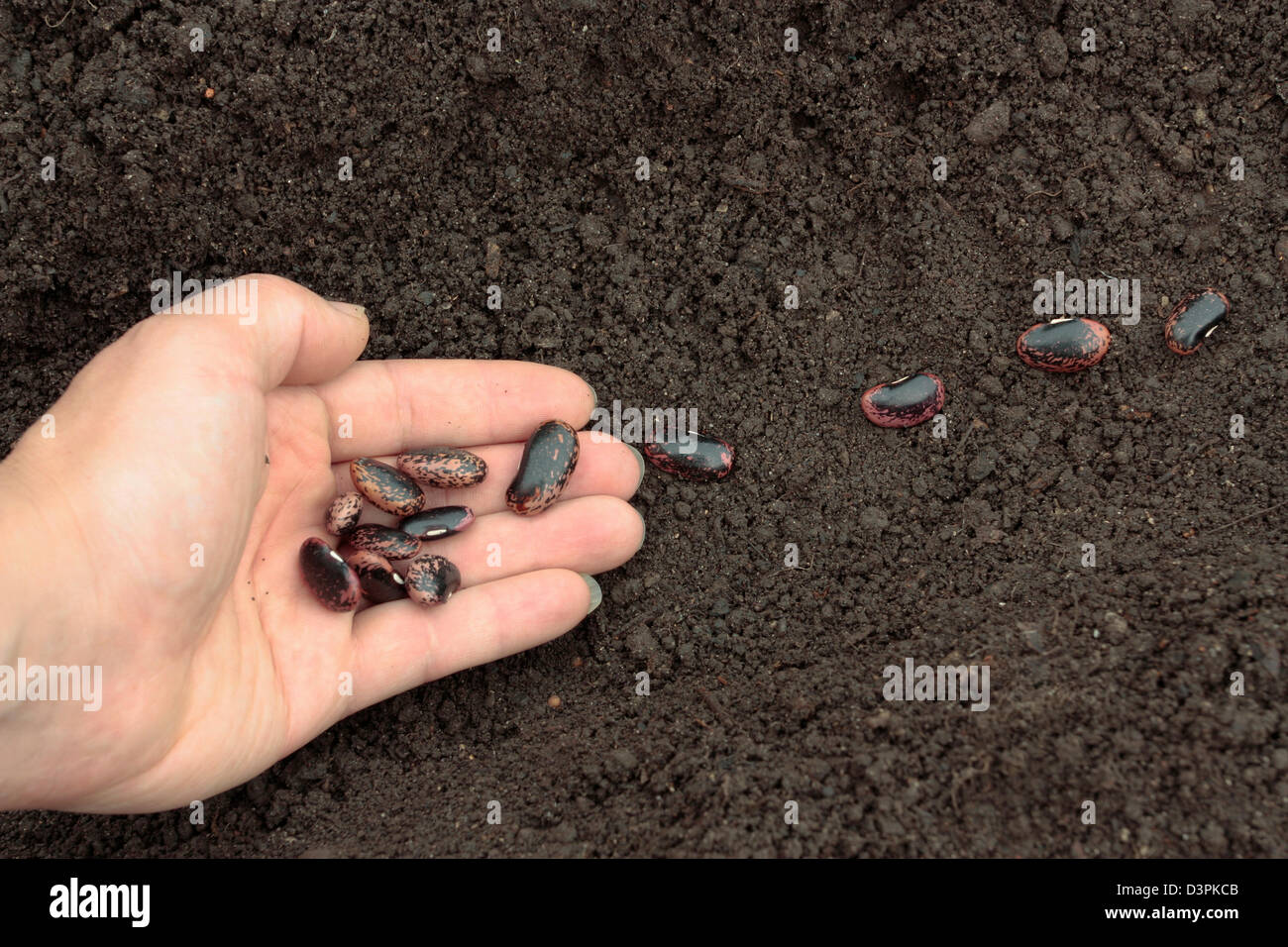 Planting of vegetable seeds in prepared soil rows Stock Photo - Alamy