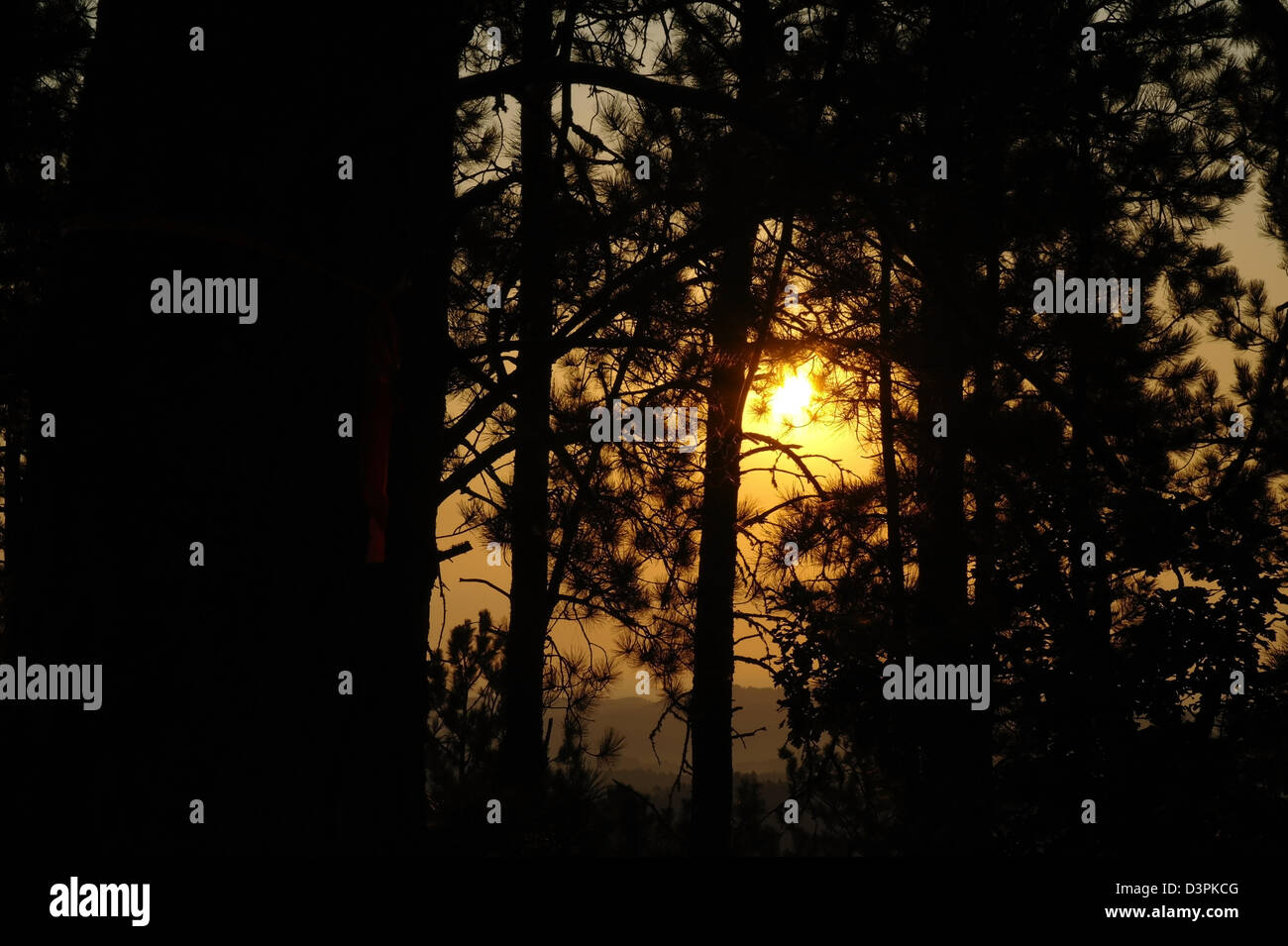 View of yellow dawn sky sun rising through black Ponderosa Pines, along ...