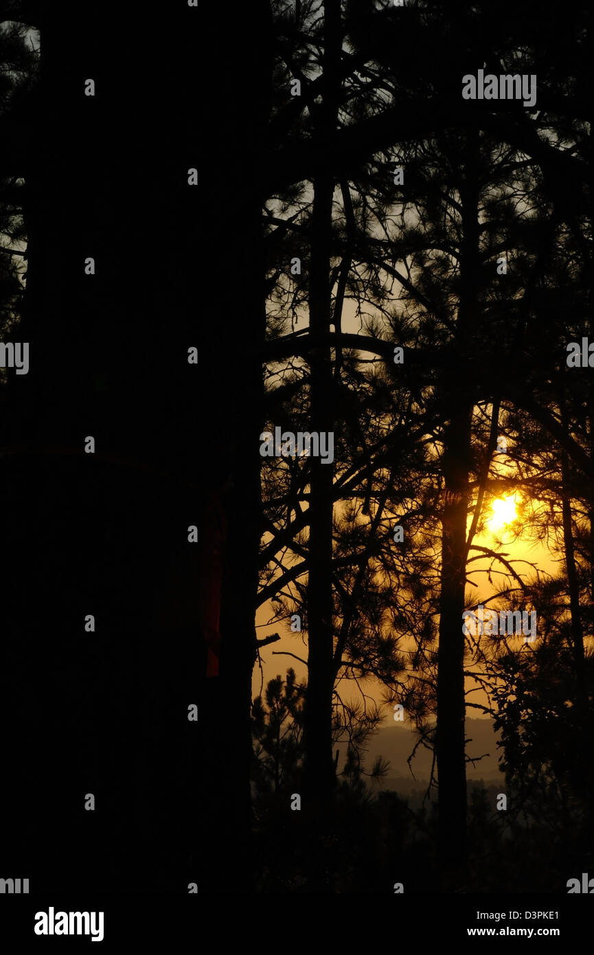 Trees several tall black silhouettes standing rising background view hi ...