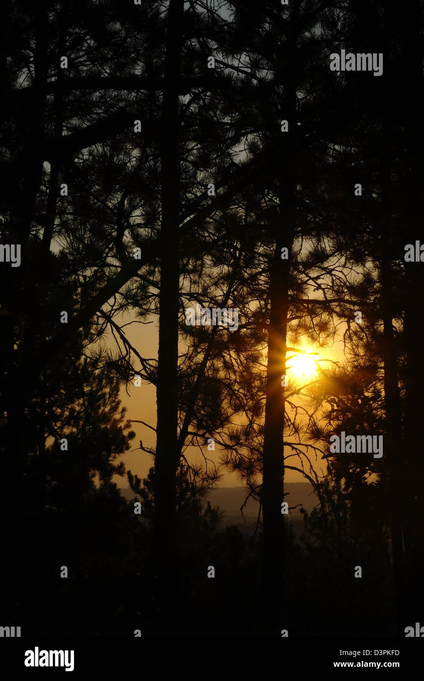 1 tall tree rising centre background hi-res stock photography and ...