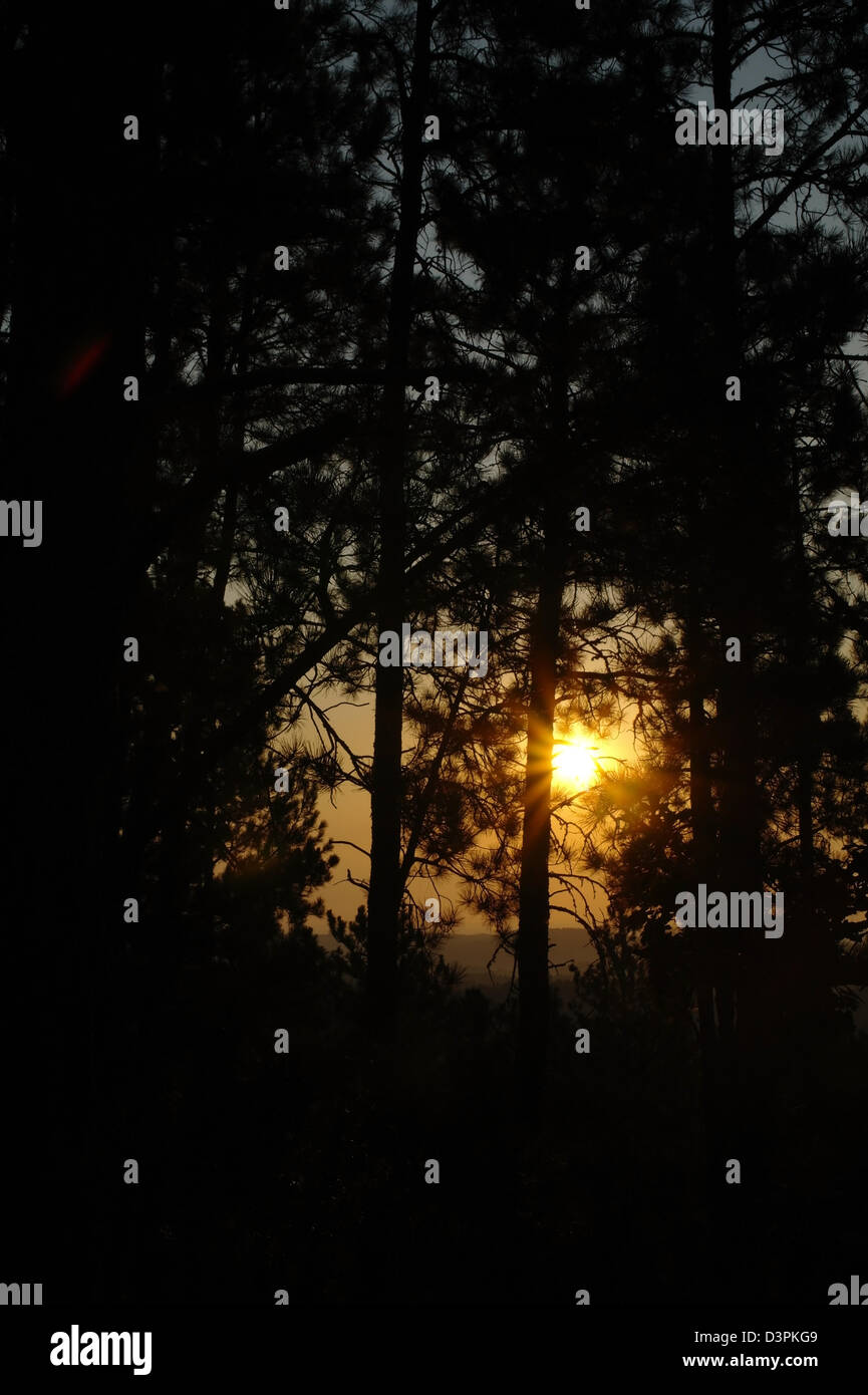 Yellow dawn sky sun rising through clearing with two black Ponderosa ...