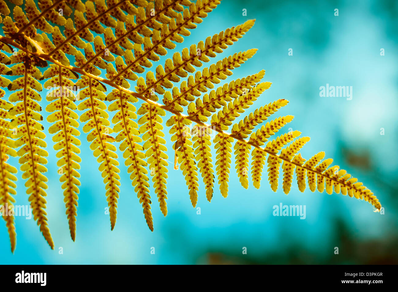 Spores pattern hi-res stock photography and images - Alamy