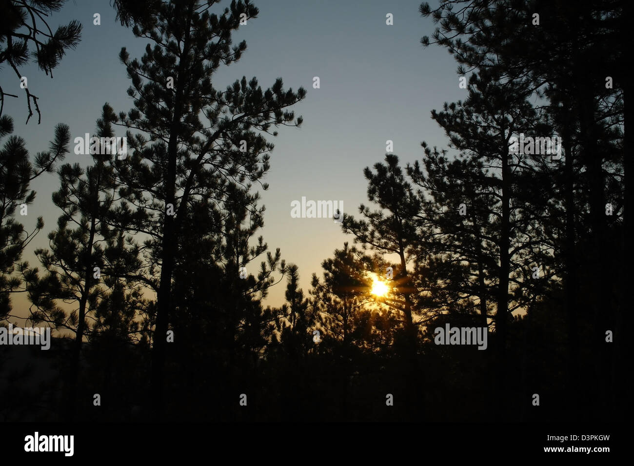 Yellow sun shining through tall black Ponderosa Pines rising into blue ...