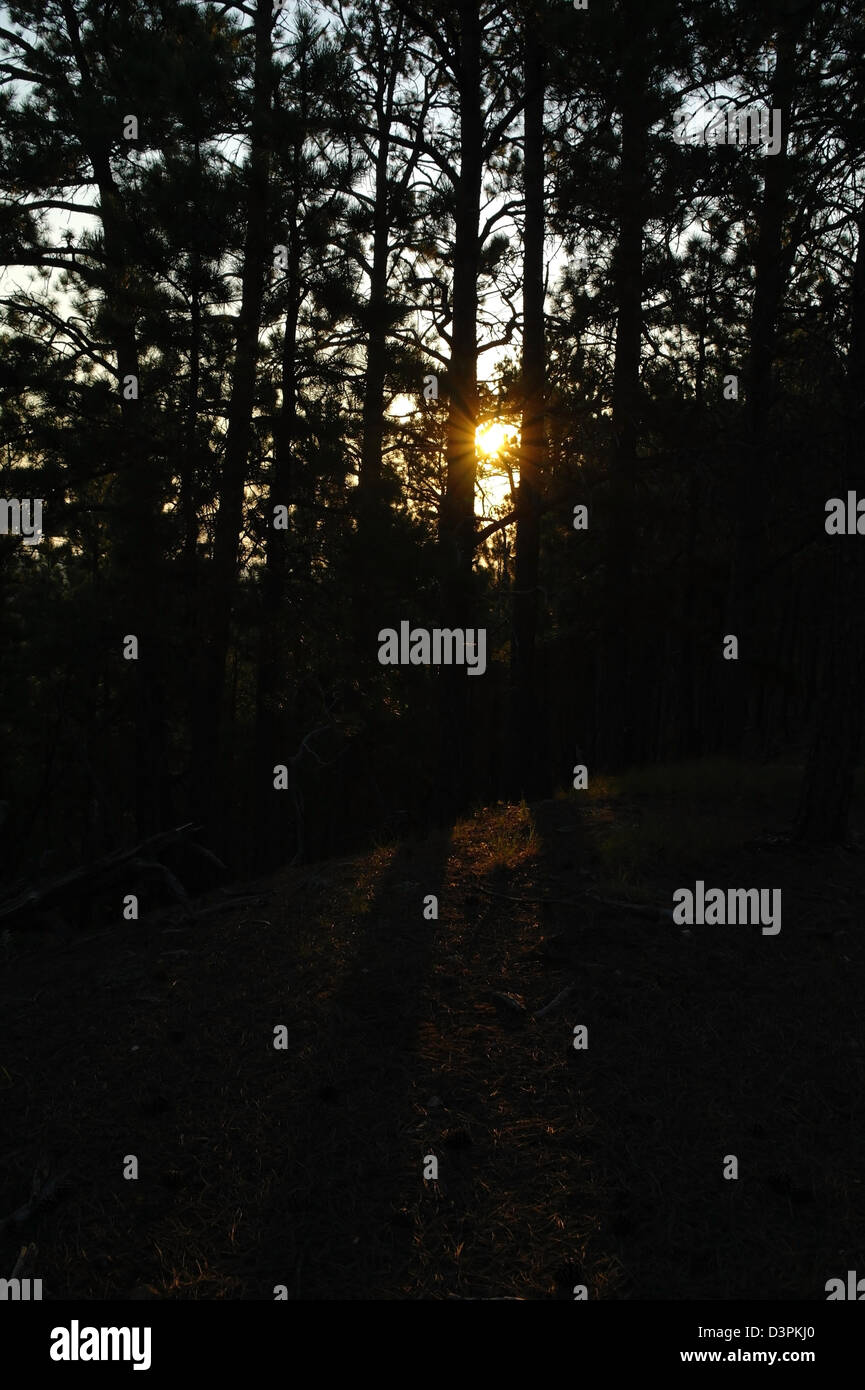 Tree shadows grass centre foreground hi-res stock photography and ...