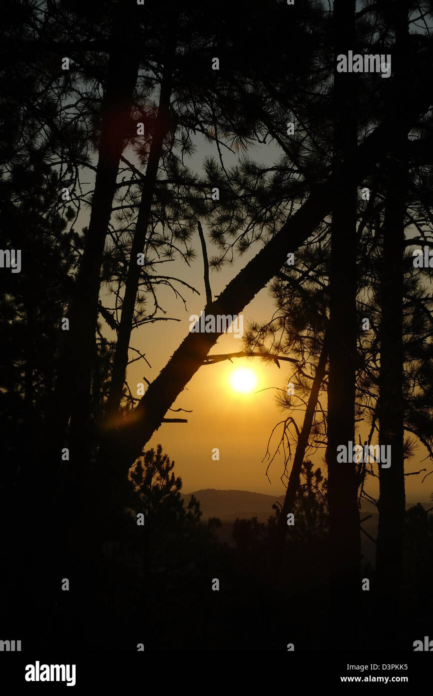 Black pine tree leaning across clearing to yellow sunrise over distant ...
