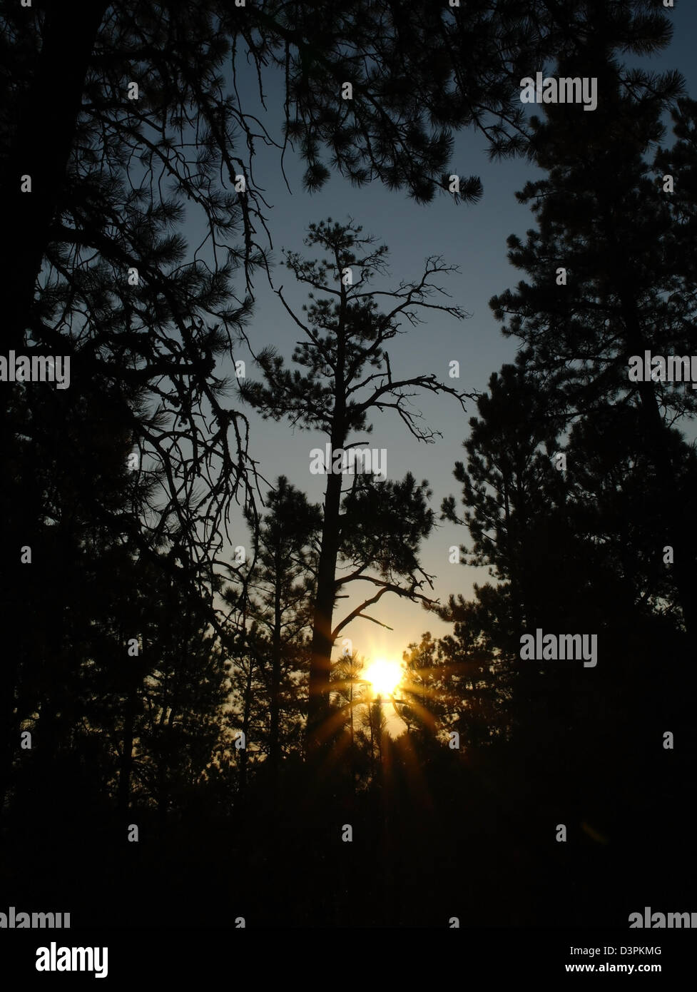 Tree window view sunrise in blue dawn sky shining through pine trees ...