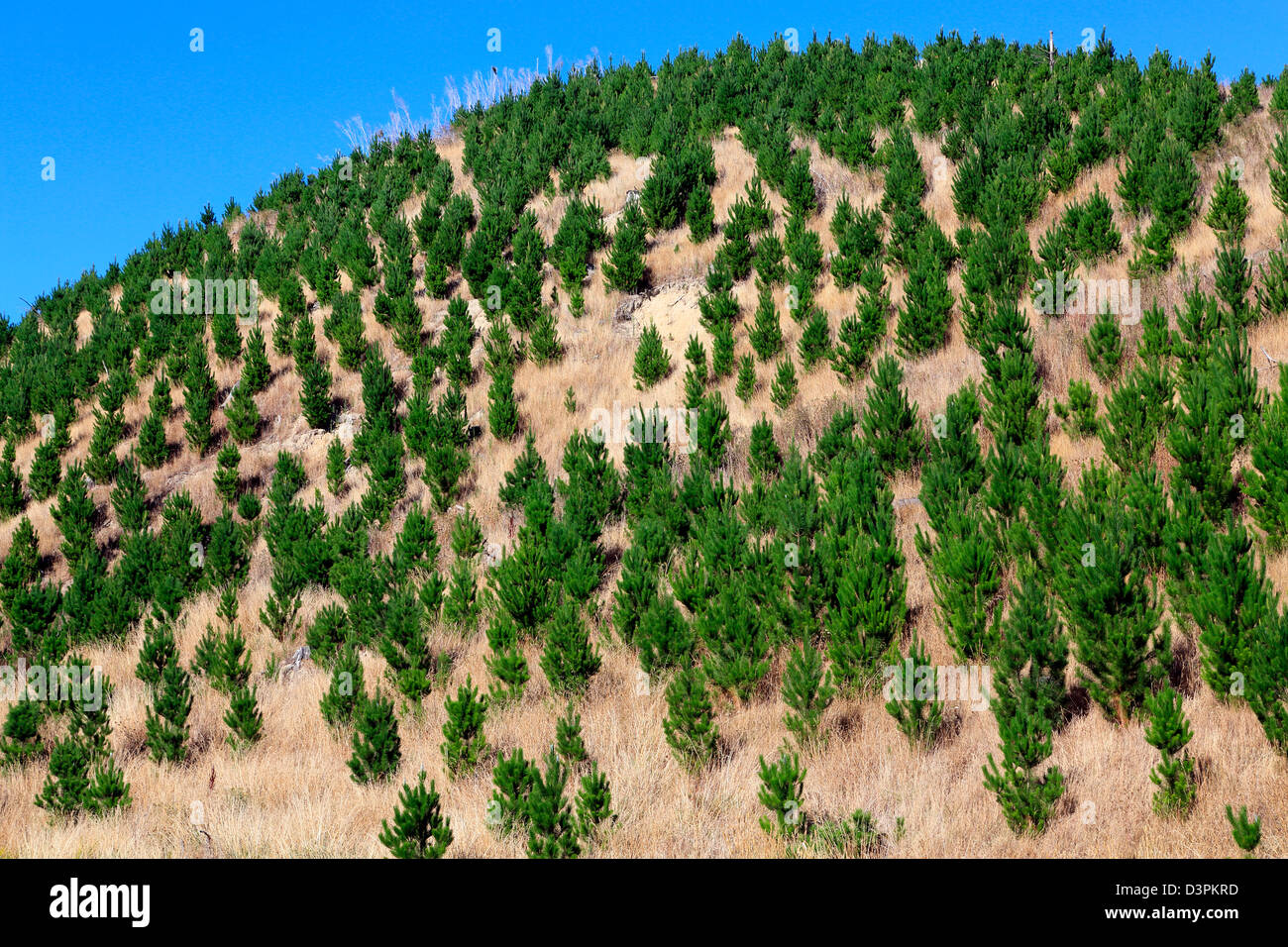 New growth pine trees hi-res stock photography and images - Alamy