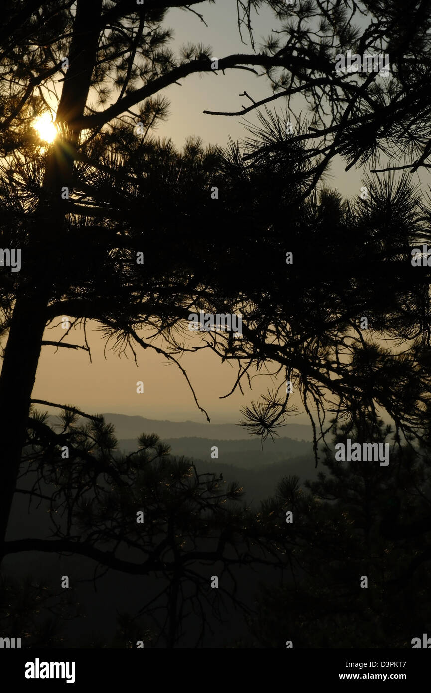 Sunrise sun star shining through black pine tree towards distant hills ...