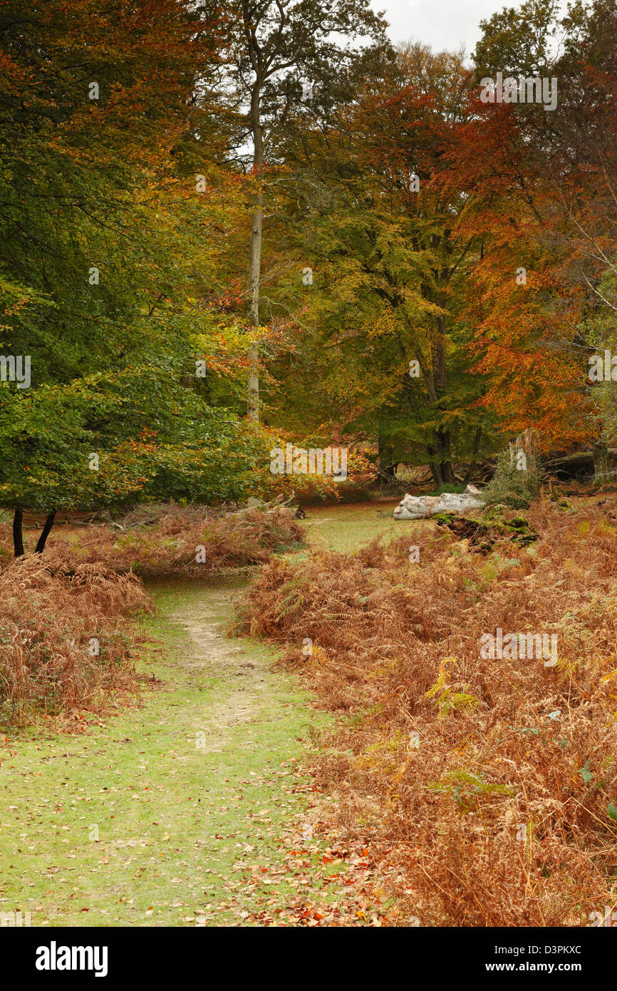 New forest beech trees hi-res stock photography and images - Alamy