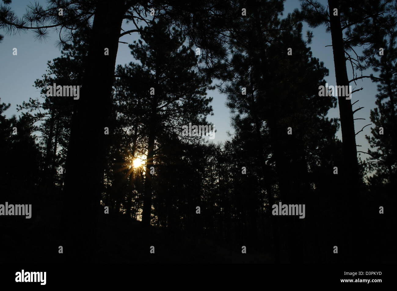 Sun star shining through black Ponderosa Pines, rising into blue dawn ...