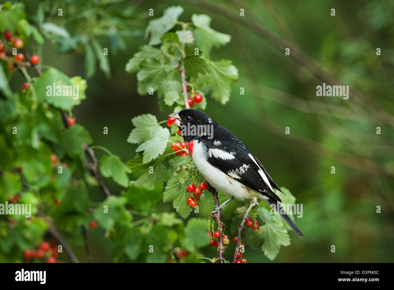 Male rose-breasted grosbeak Stock Photo - Alamy