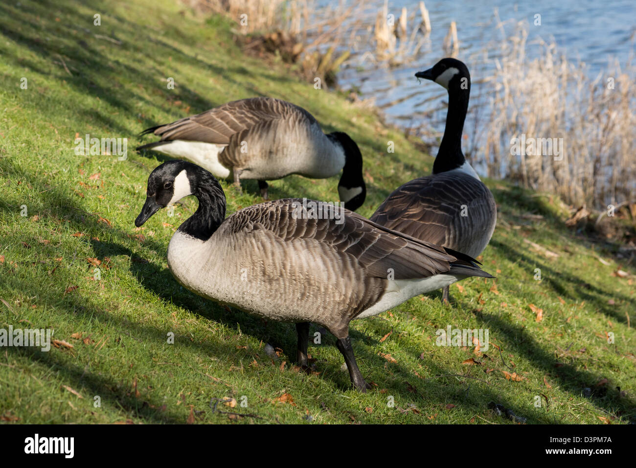 Canada geese birds hi-res stock photography and images - Alamy