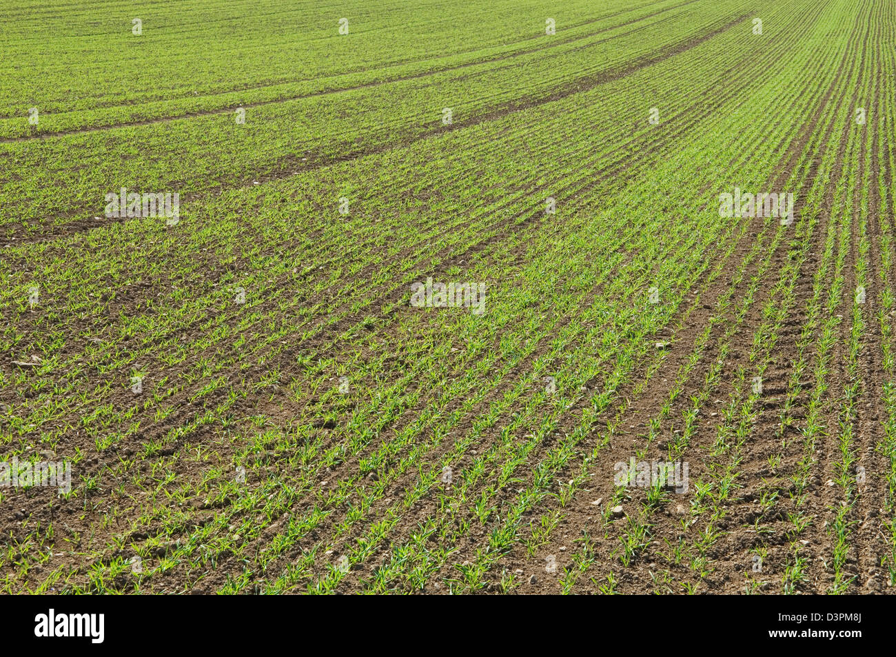 Field of crops in spring Stock Photo - Alamy