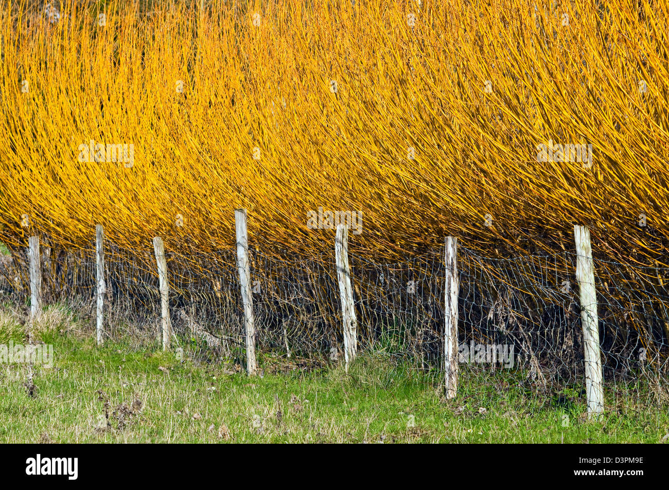 Natural hedge fence hi-res stock photography and images - Alamy