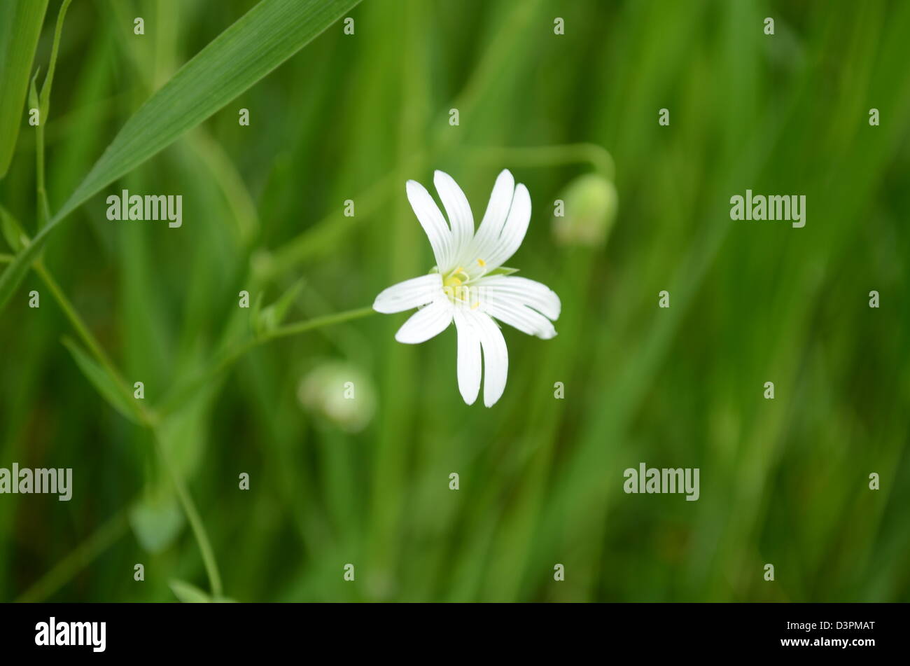 Simple open flower hi-res stock photography and images - Alamy