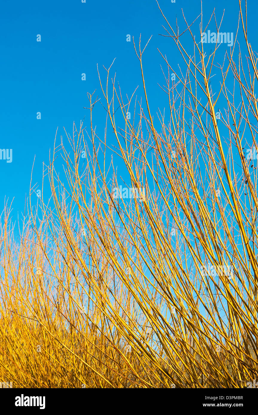 Osier basket hi-res stock photography and images - Alamy