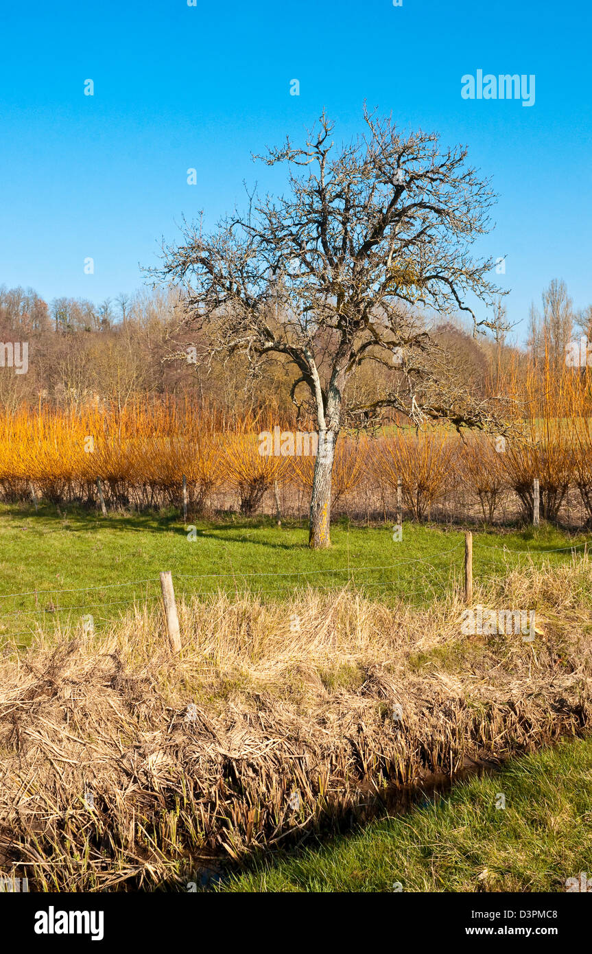 Osier Branches High Resolution Stock Photography and Images - Alamy