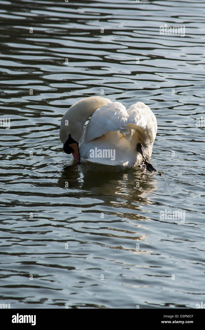 Relaxed bird hi-res stock photography and images - Alamy