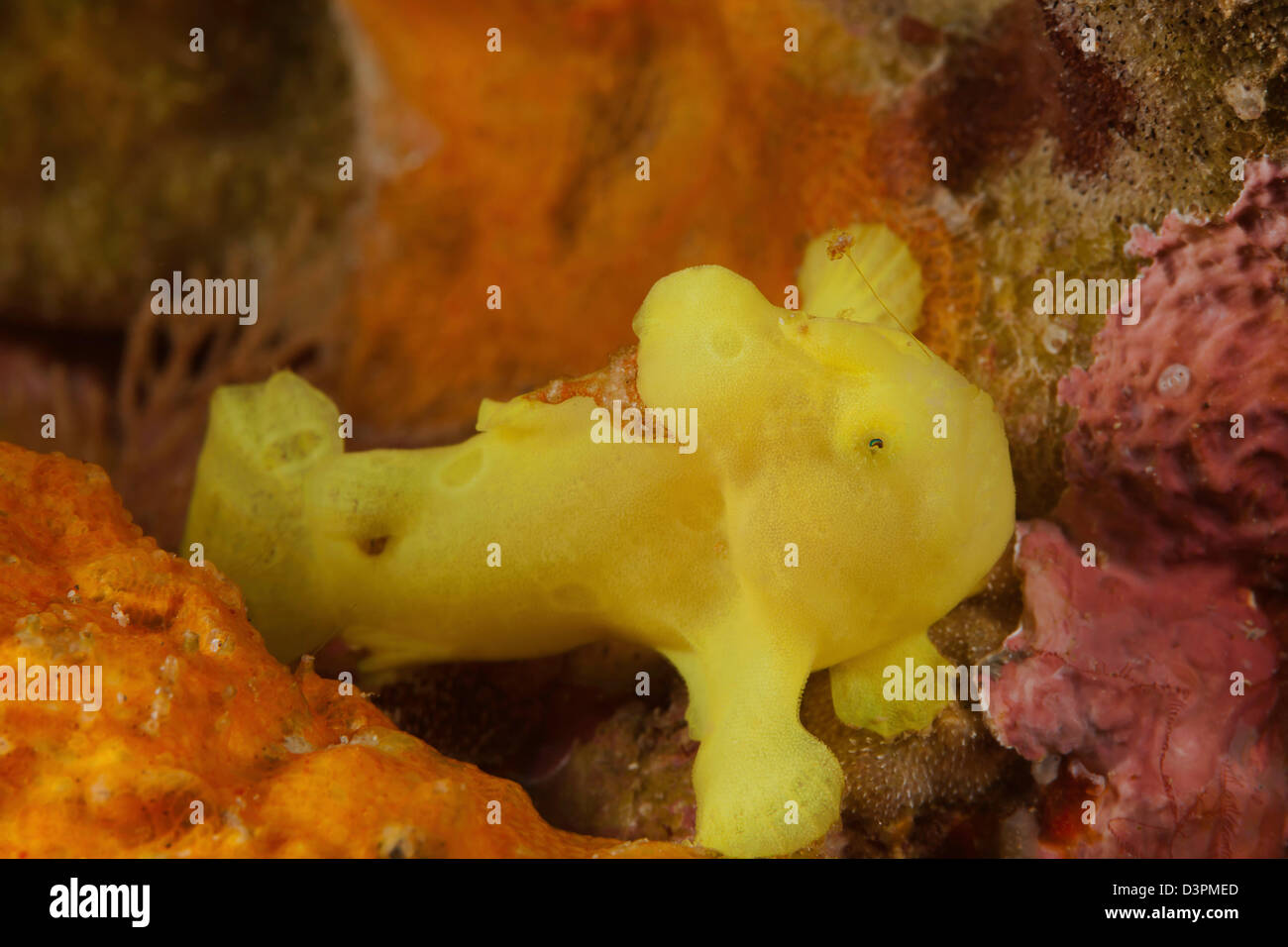 A juvenile Commerson's frogfish, Antennarius commersoni, Maui, Hawaii ...
