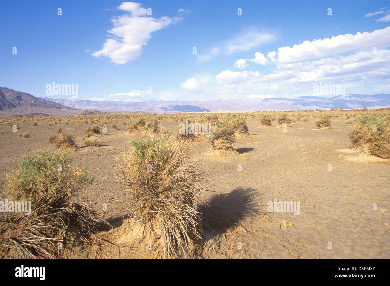 Devil's Cornfield, Death Valley National Park, California, USA Stock ...