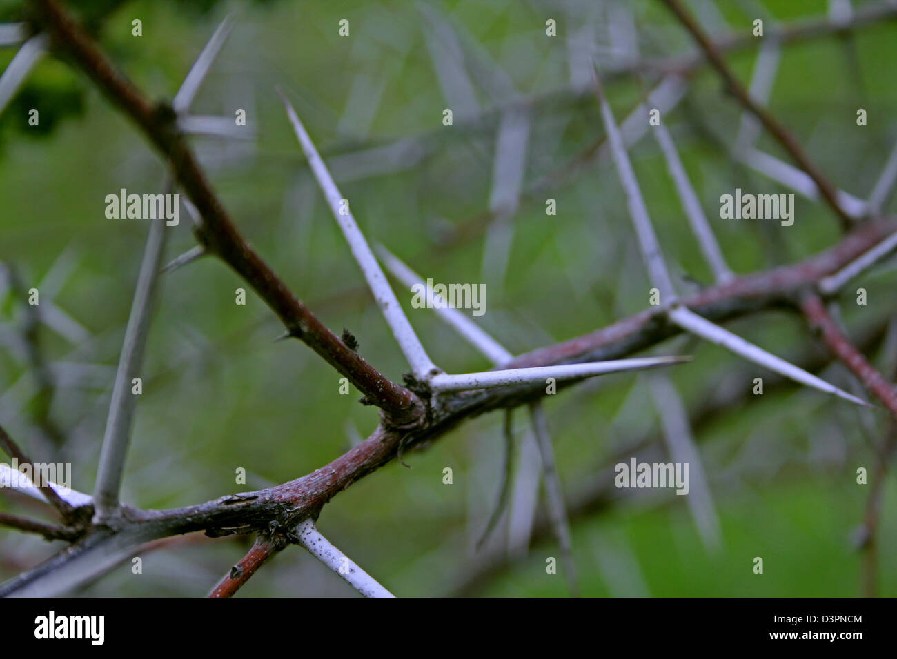 Gum Arabic, Babool, Acacia nilotica subsp. indica, India Stock Photo ...