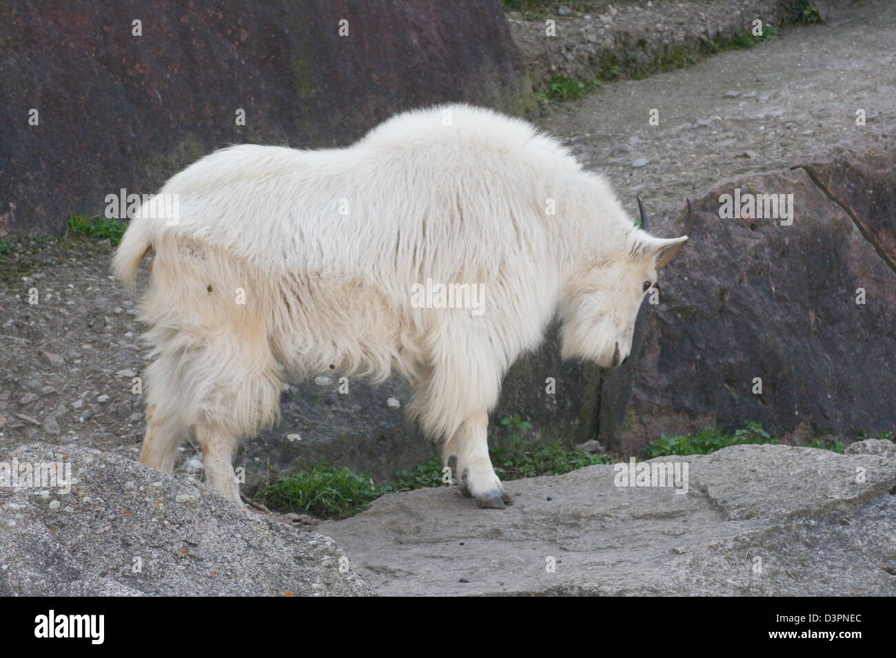 Mountain goat animal snow winter canada white hi-res stock photography ...