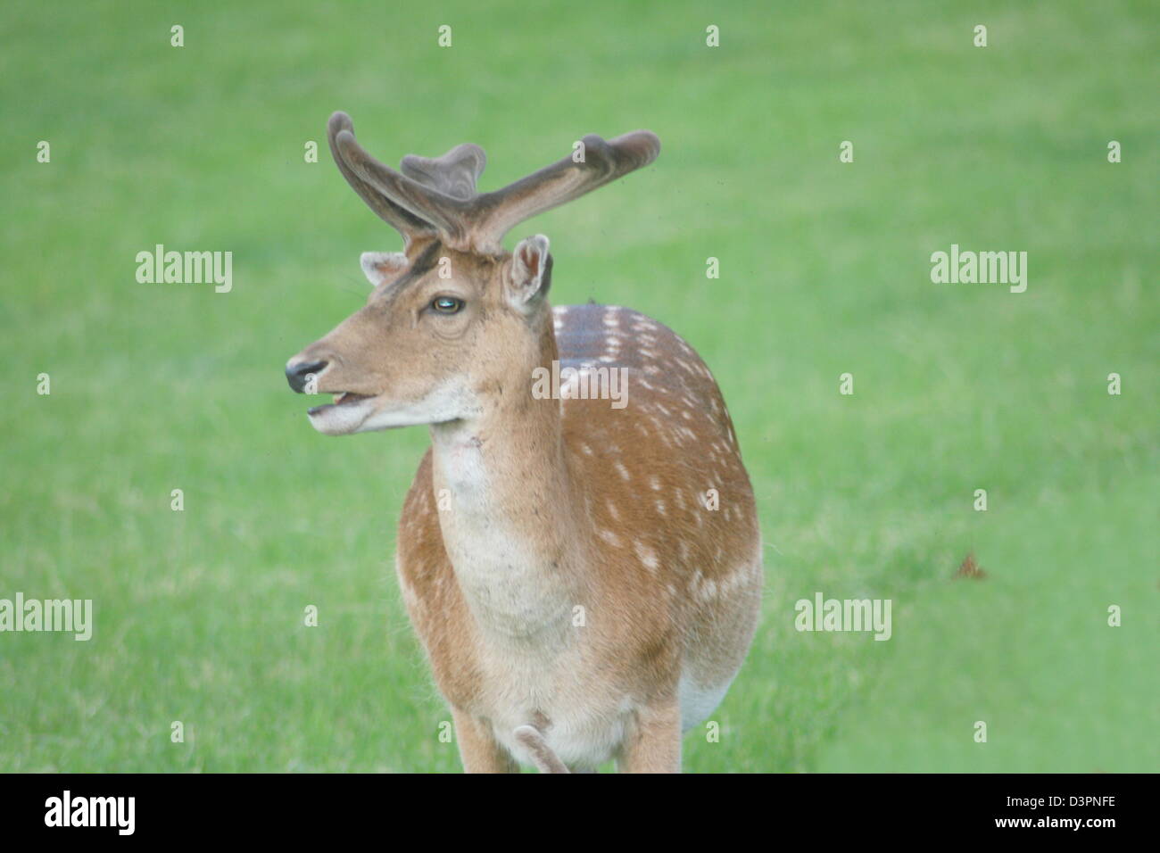 Deer bull hi-res stock photography and images - Alamy