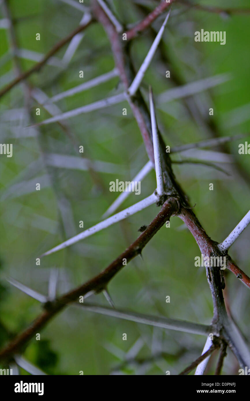 Babul tree hi-res stock photography and images - Alamy