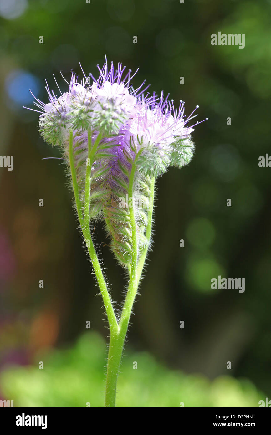 Blue flower of Echium “Dwarf Blue Bedder” Vipers Bugloss Stock Photo ...