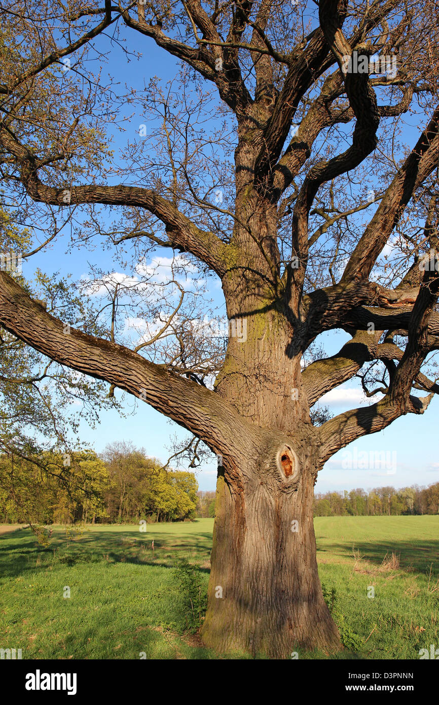 very old oak tree in green meadow Stock Photo - Alamy