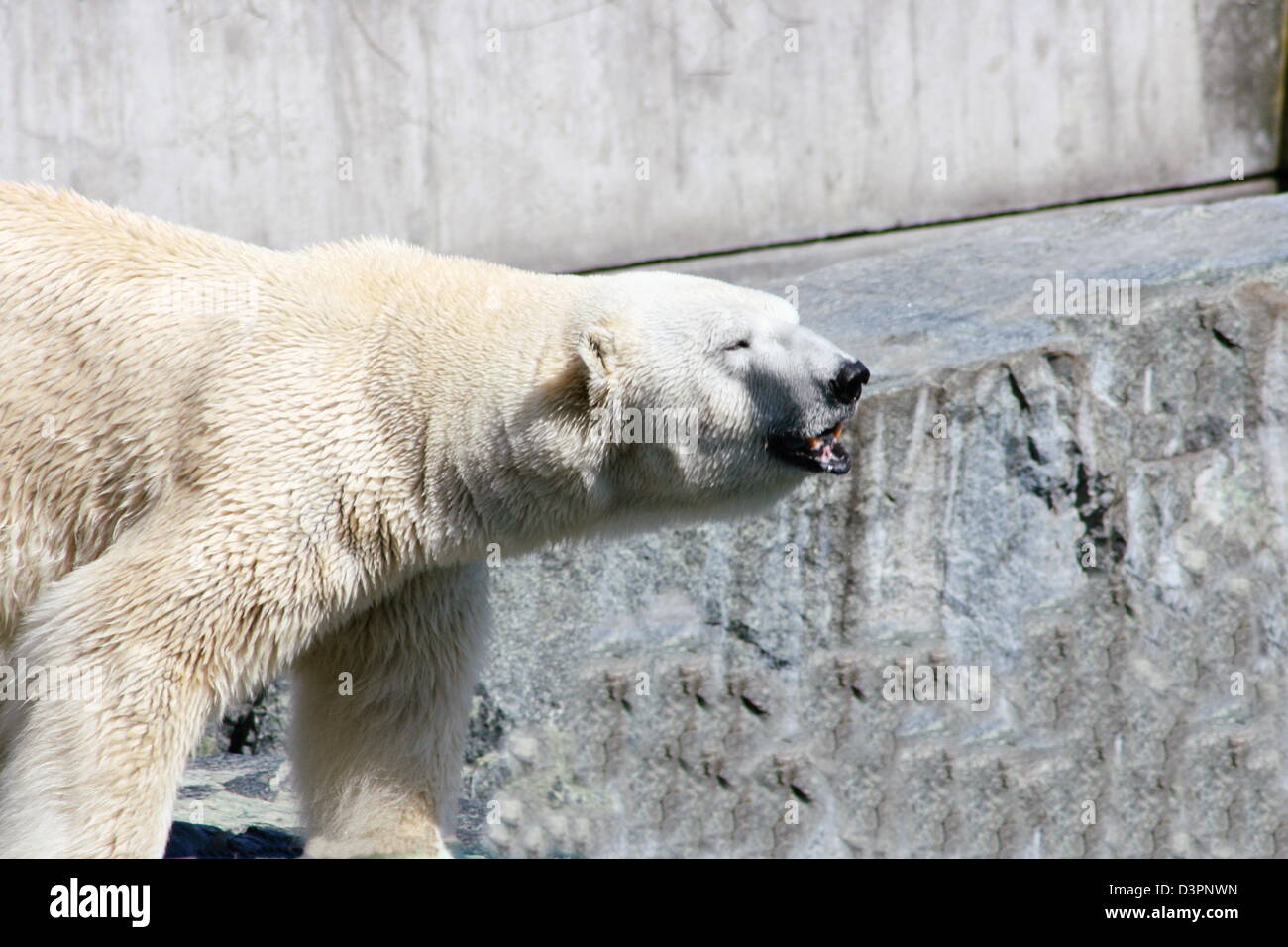 Bear snout hi-res stock photography and images - Alamy