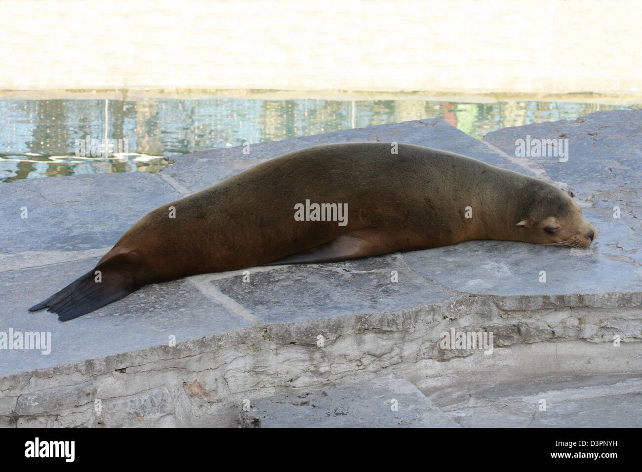 Seal fins hi-res stock photography and images - Alamy