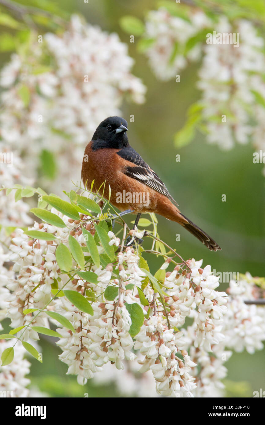 Orchard birds hi-res stock photography and images - Alamy