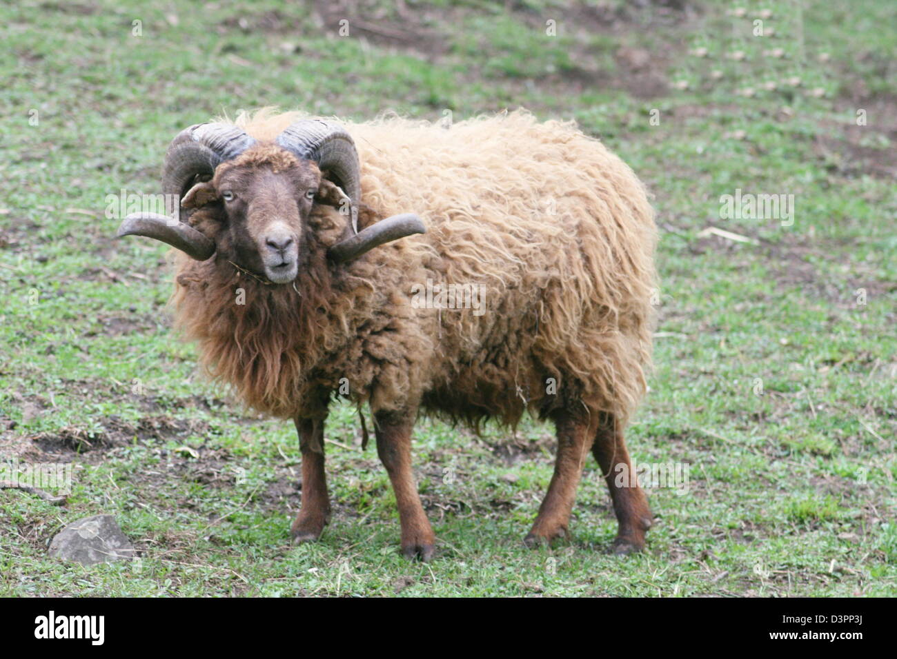 Skudde sheep ovis ammon f aries hi-res stock photography and images - Alamy