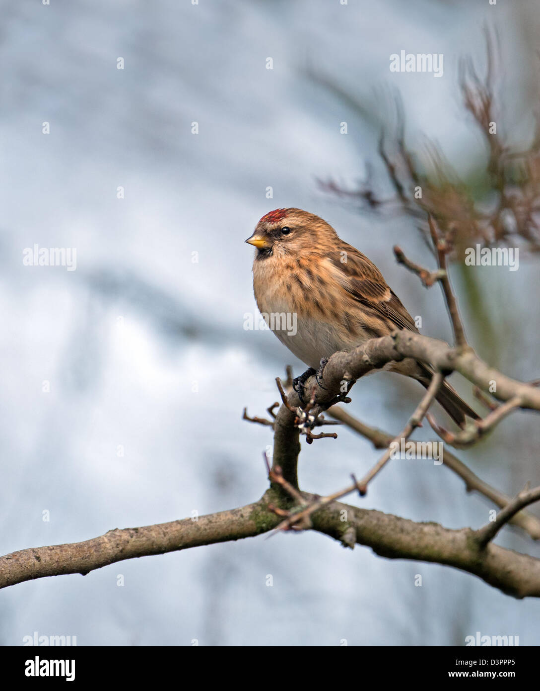 Female Lesser Redpoll. (Carduelis cabaret) Winter. Uk Stock Photo - Alamy