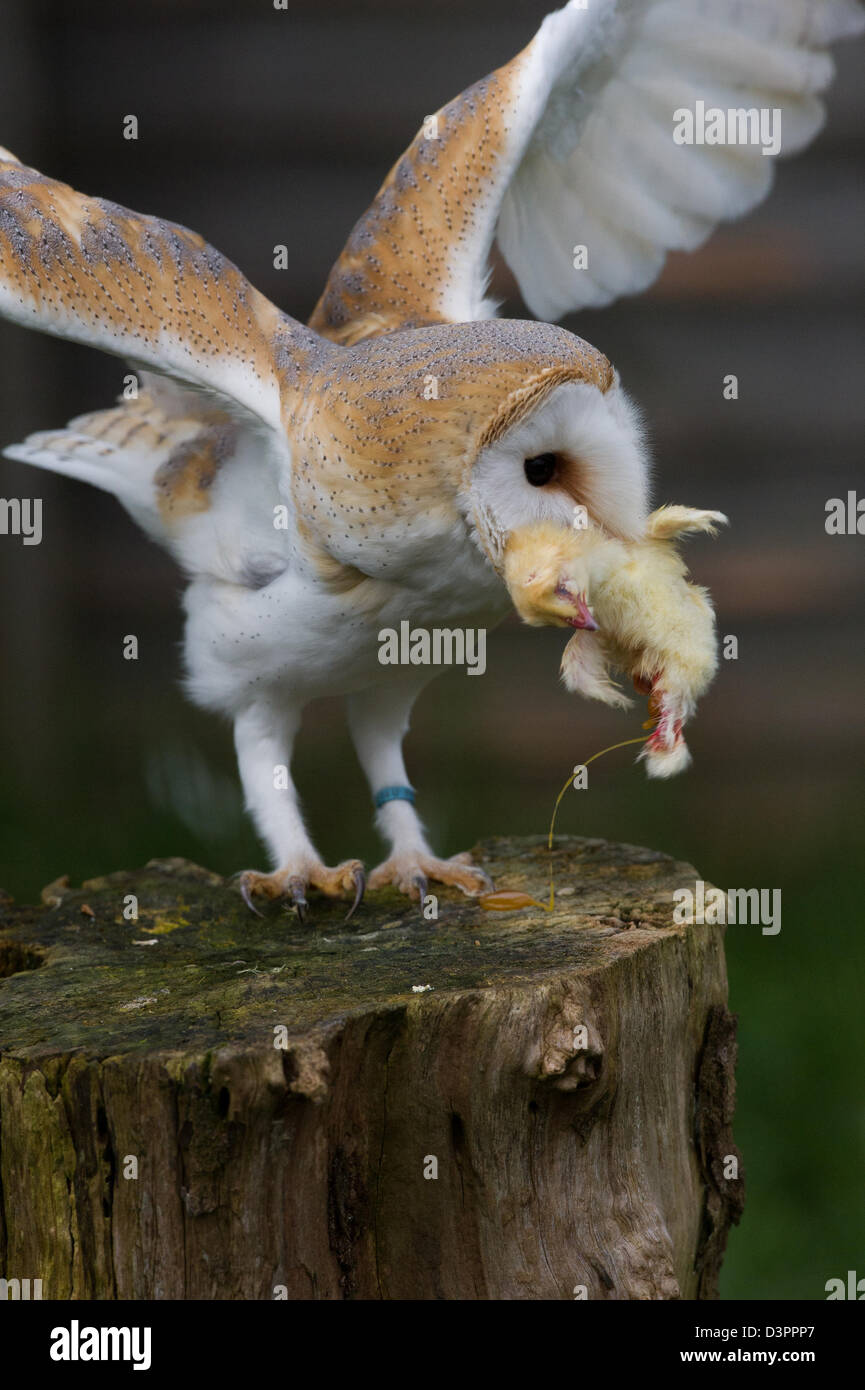 Barn Owl (Tyto alba Stock Photo - Alamy
