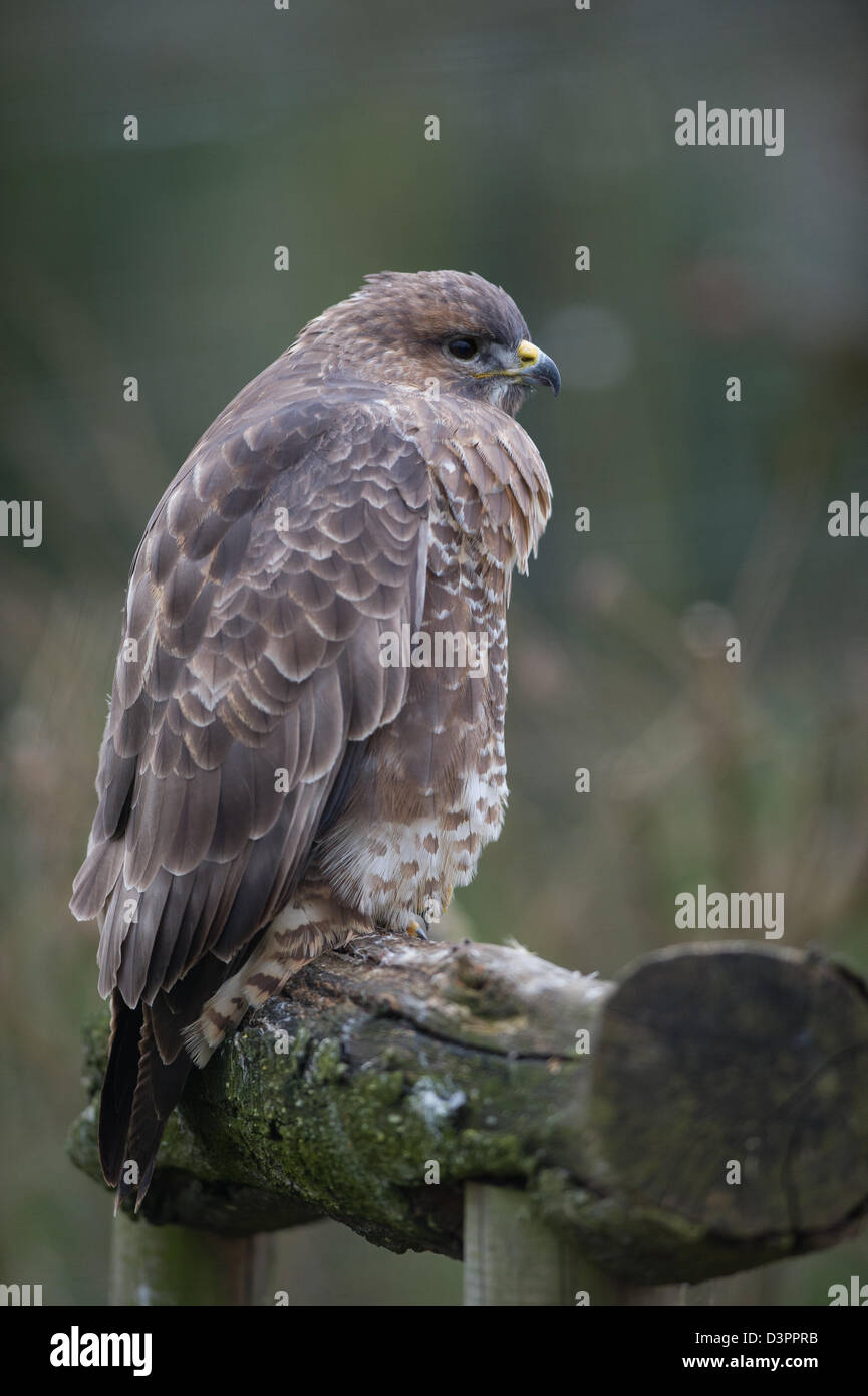 British buzzards hi-res stock photography and images - Alamy