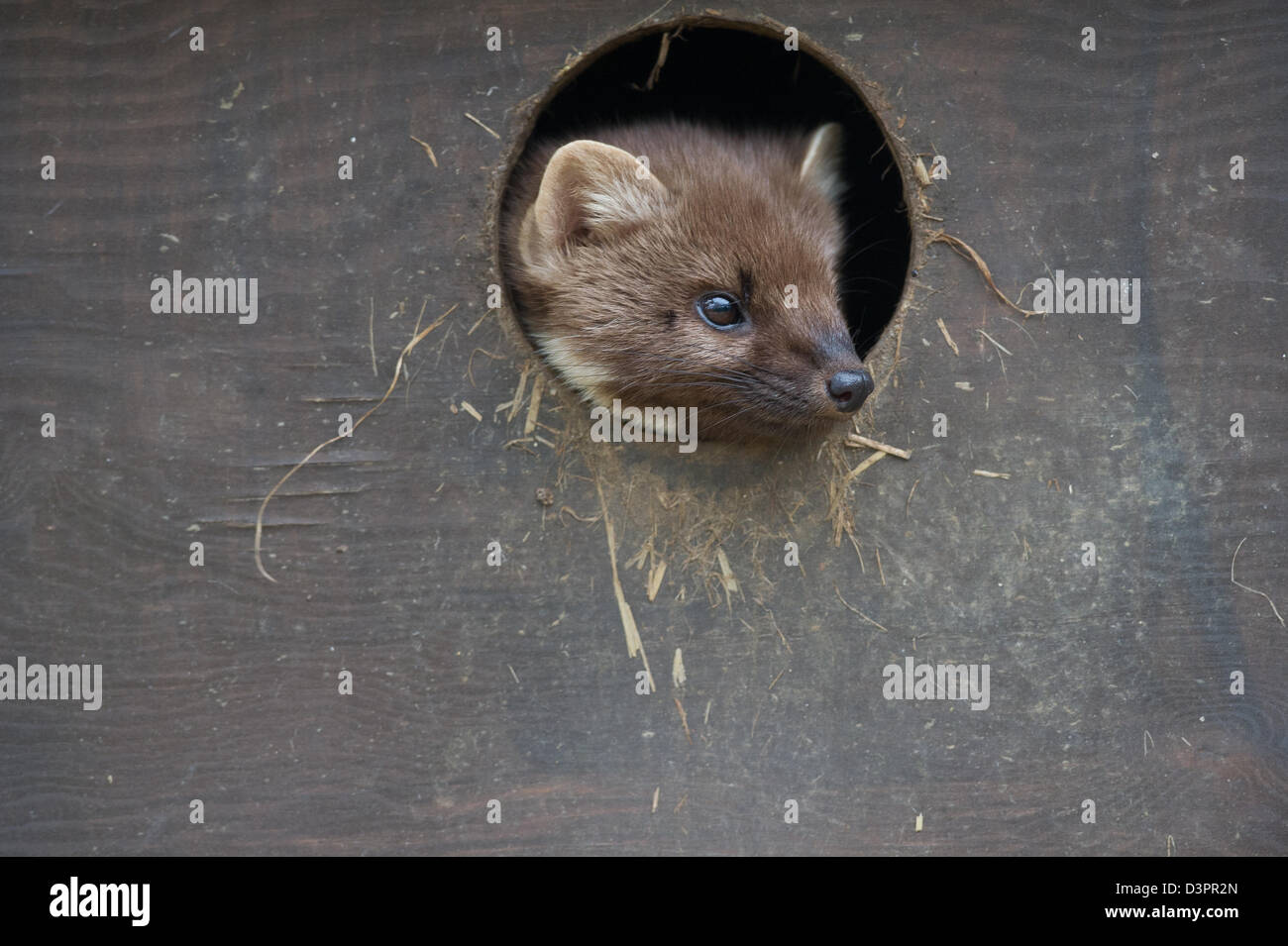 European pine marten hi-res stock photography and images - Alamy