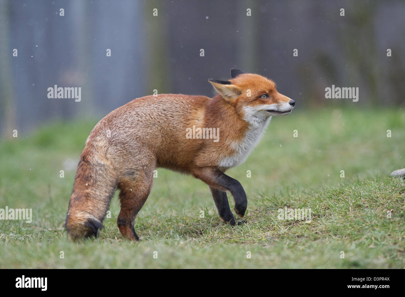 Red fox countryside hi-res stock photography and images - Alamy