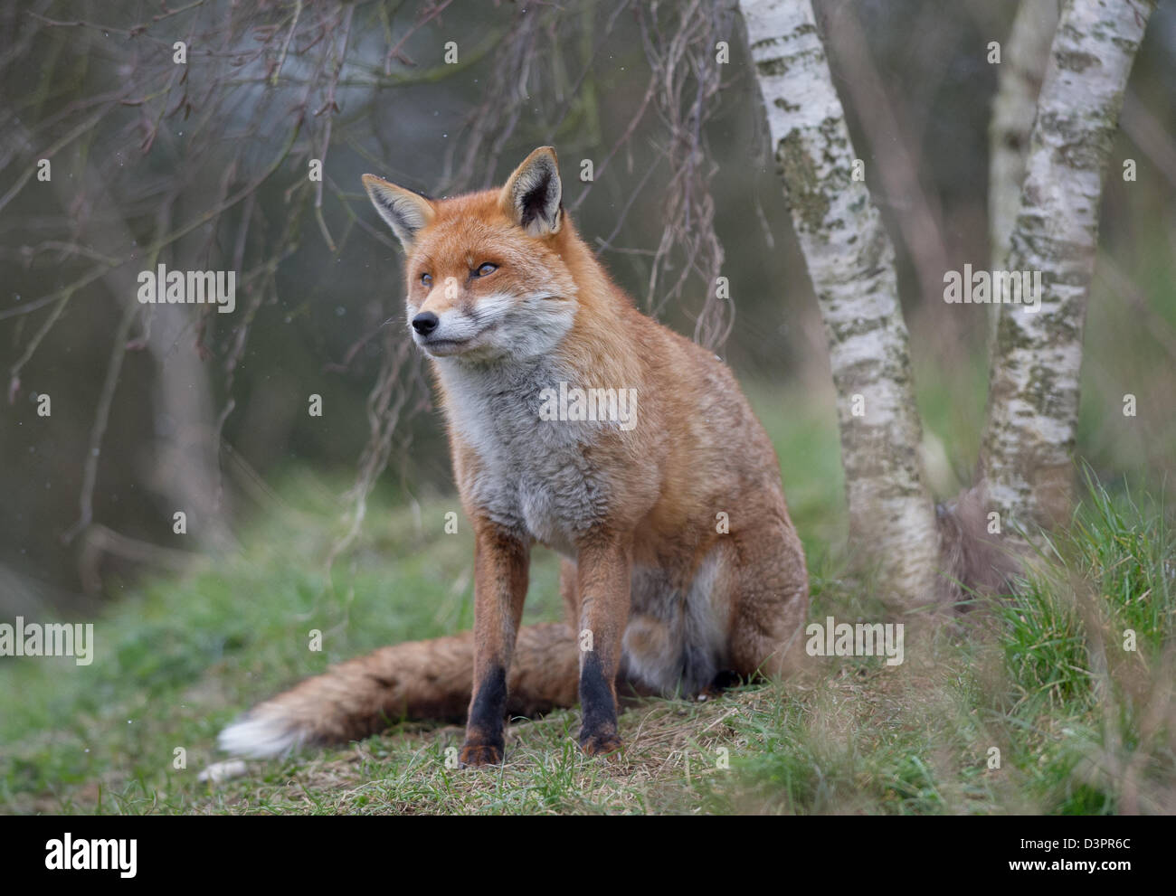 Red Fox (Vulpes vulpes Stock Photo - Alamy
