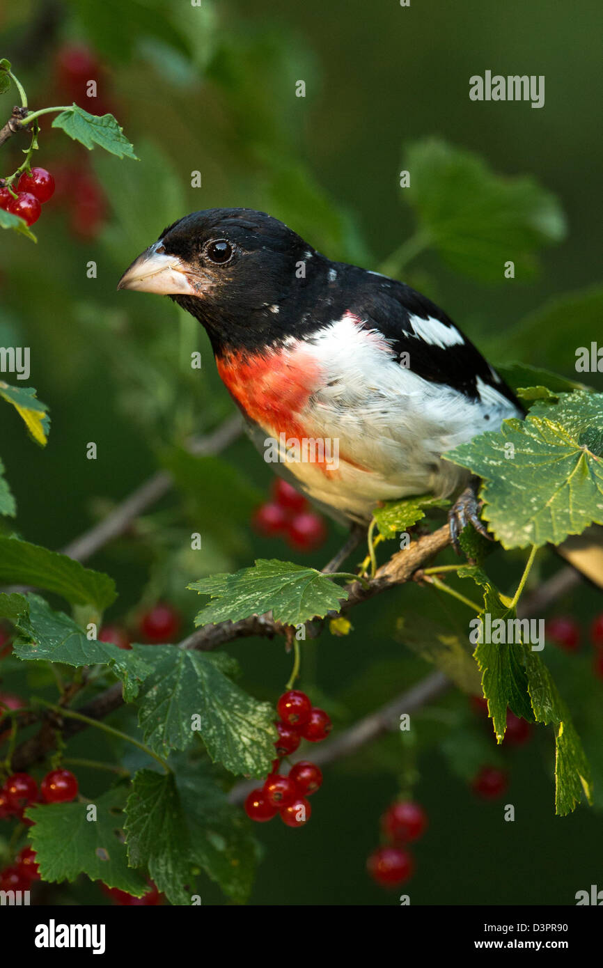 Red and black grosbeak hi-res stock photography and images - Alamy