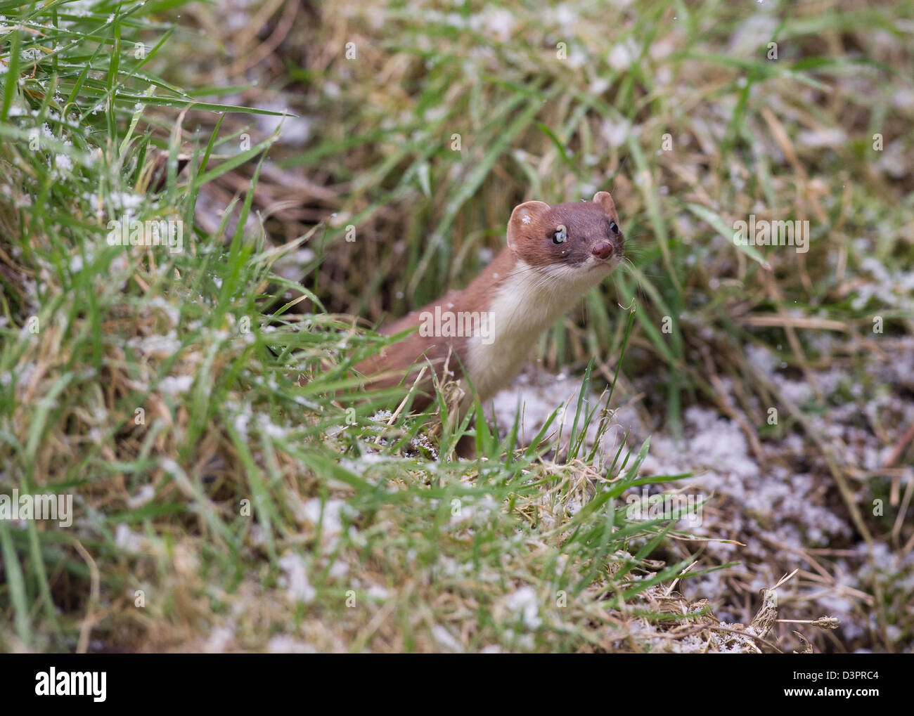 Least weasel uk hi-res stock photography and images - Alamy