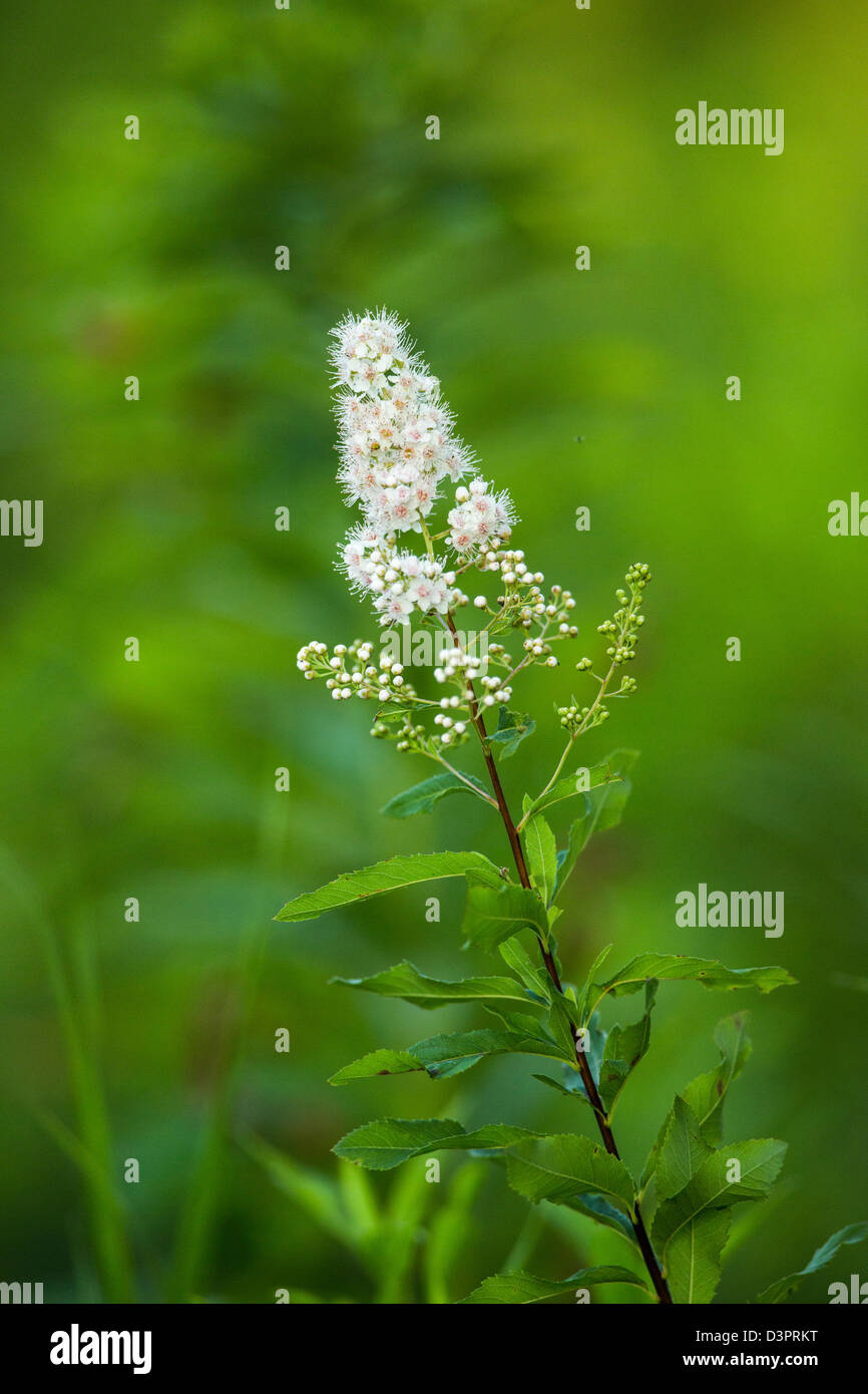 Leaf of meadowsweet hi-res stock photography and images - Alamy